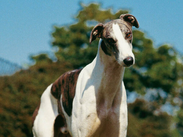 Greyhound ou lévrier Anglais - JCEurope