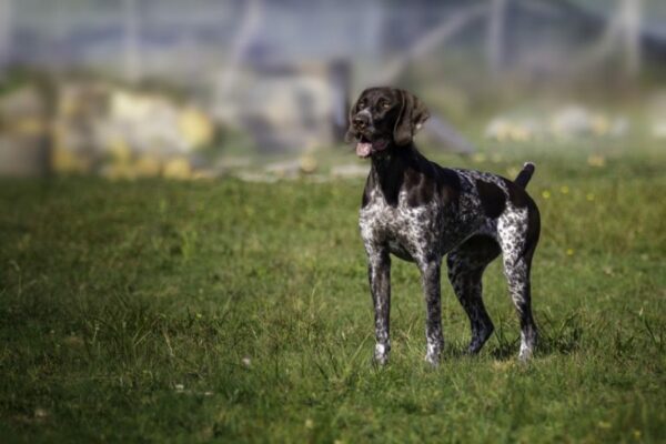 Ancien chien d’arrêt danois - JCEurope