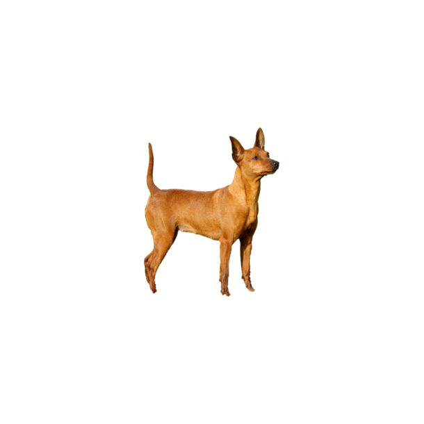 Pinscher nain - JCEurope