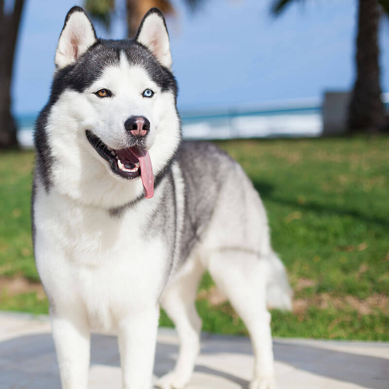 Liste Des Races de Chiens - Fiches Profils Caractéristiques Adoption ...