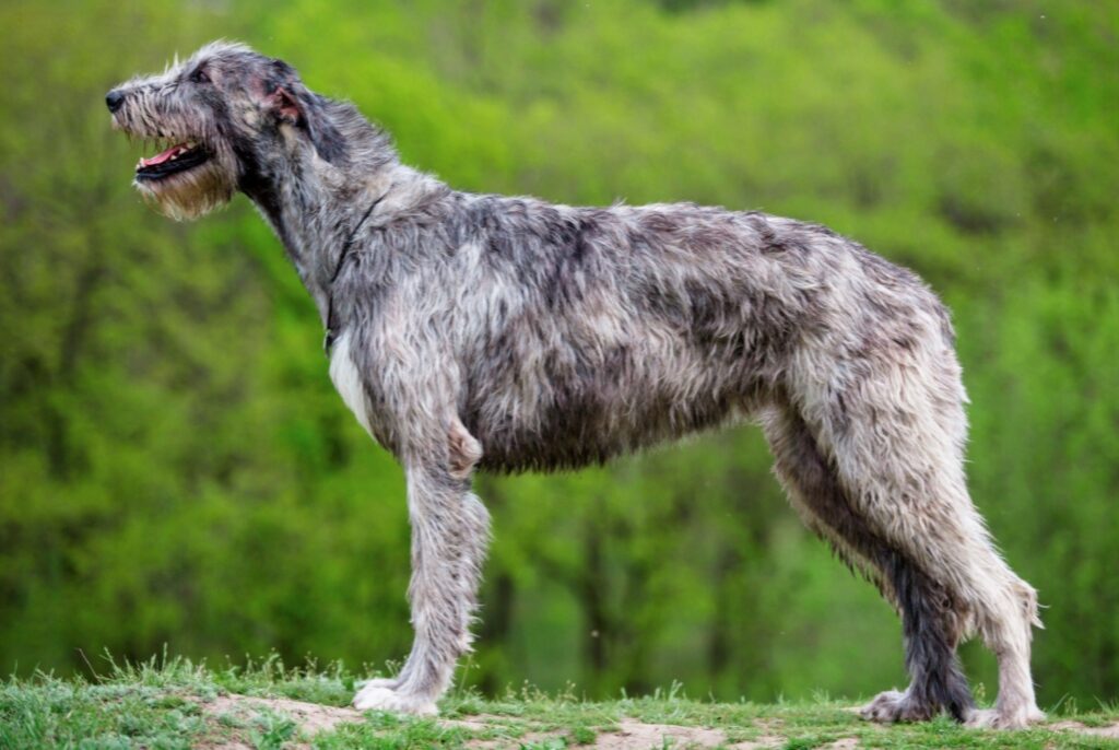 Irish wolfhound ou lévrier irlandais - JCEurope