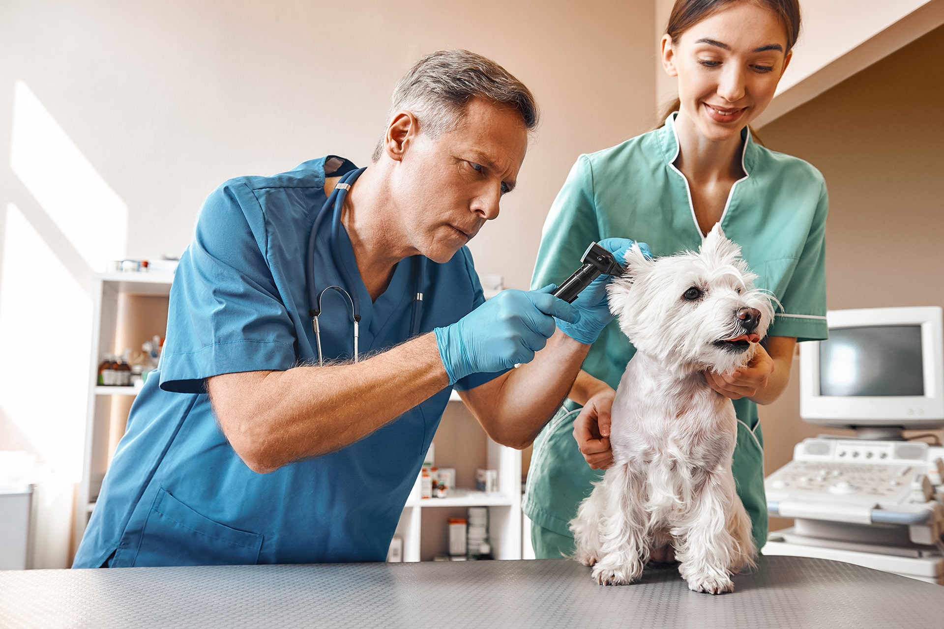 Comment S’Occuper Des Soins Du Chien – LOQG