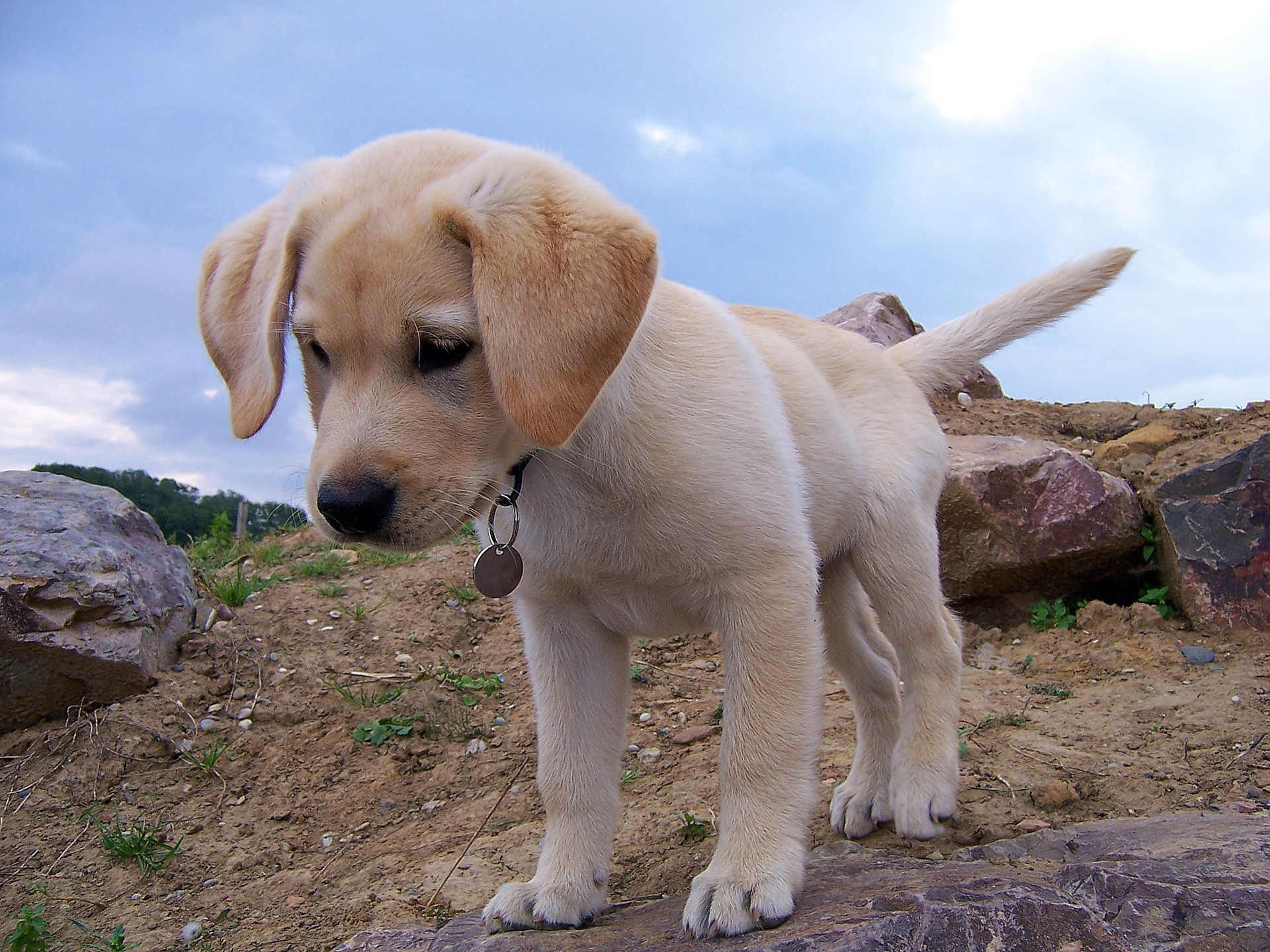 Accueillir mon chiot chez moi - JCEurope