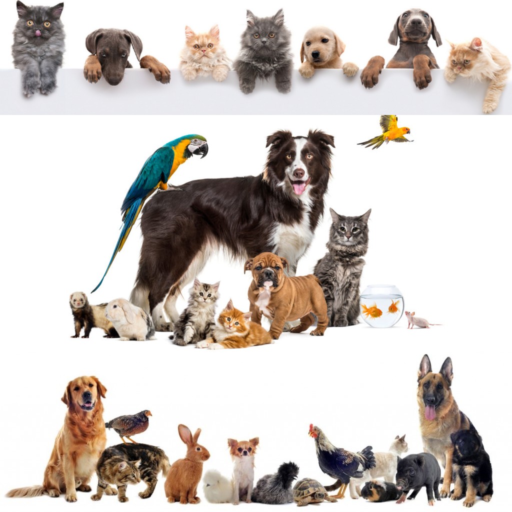 La maison des animaux - Animal house- Boxes attente et sécurité